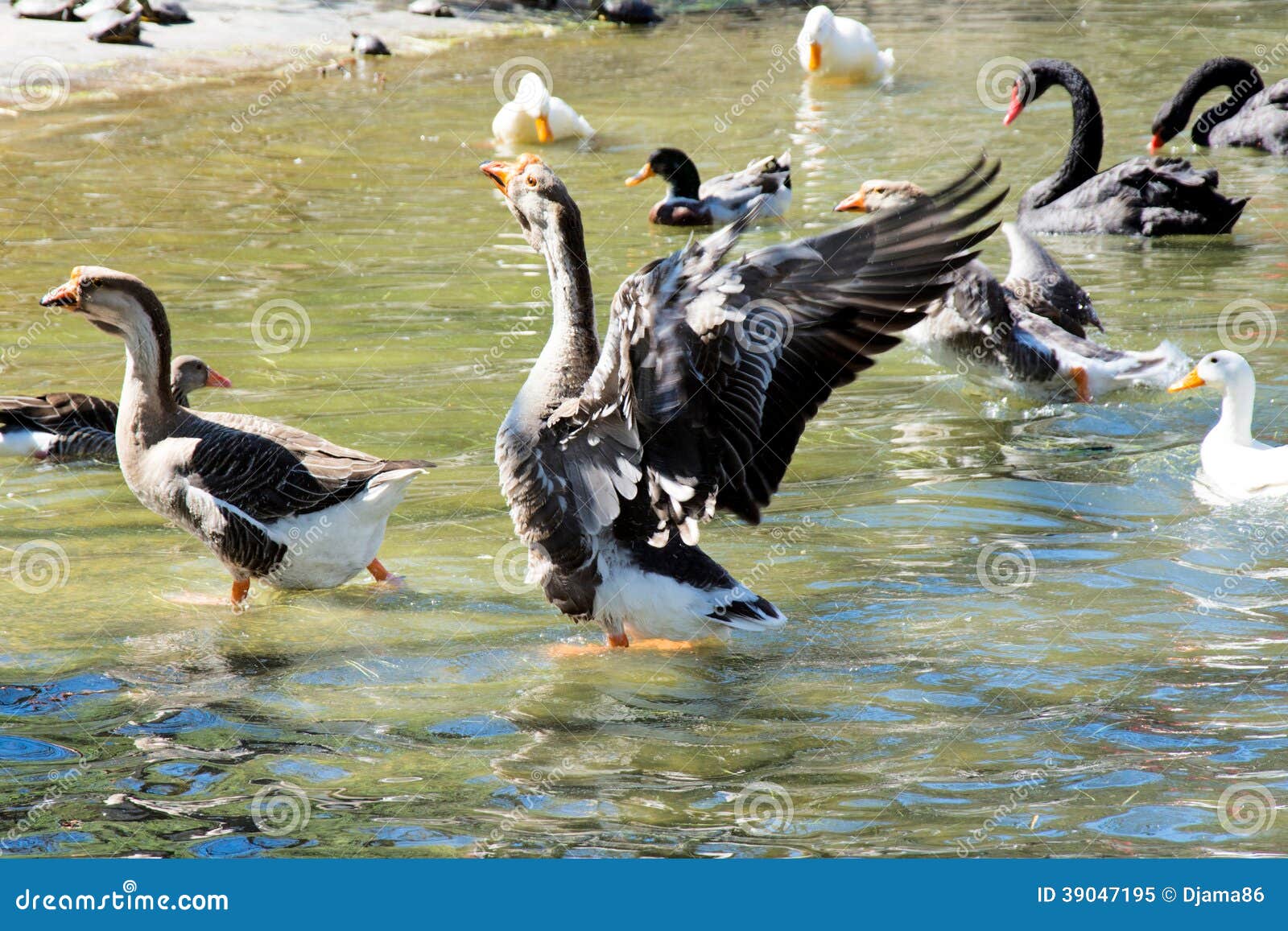 Ducks in the water stock image. Image of class, nature - 39047195