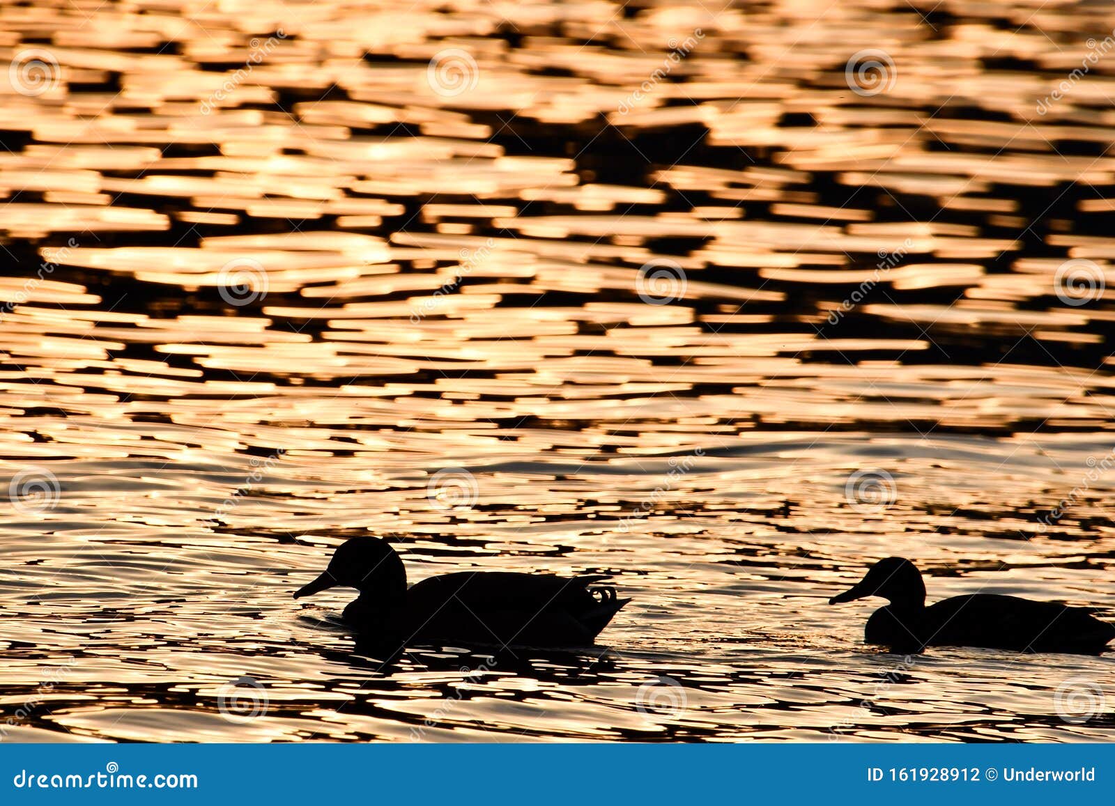 Ducks in Water, Photo As a Background Stock Photo - Image of maggiore ...