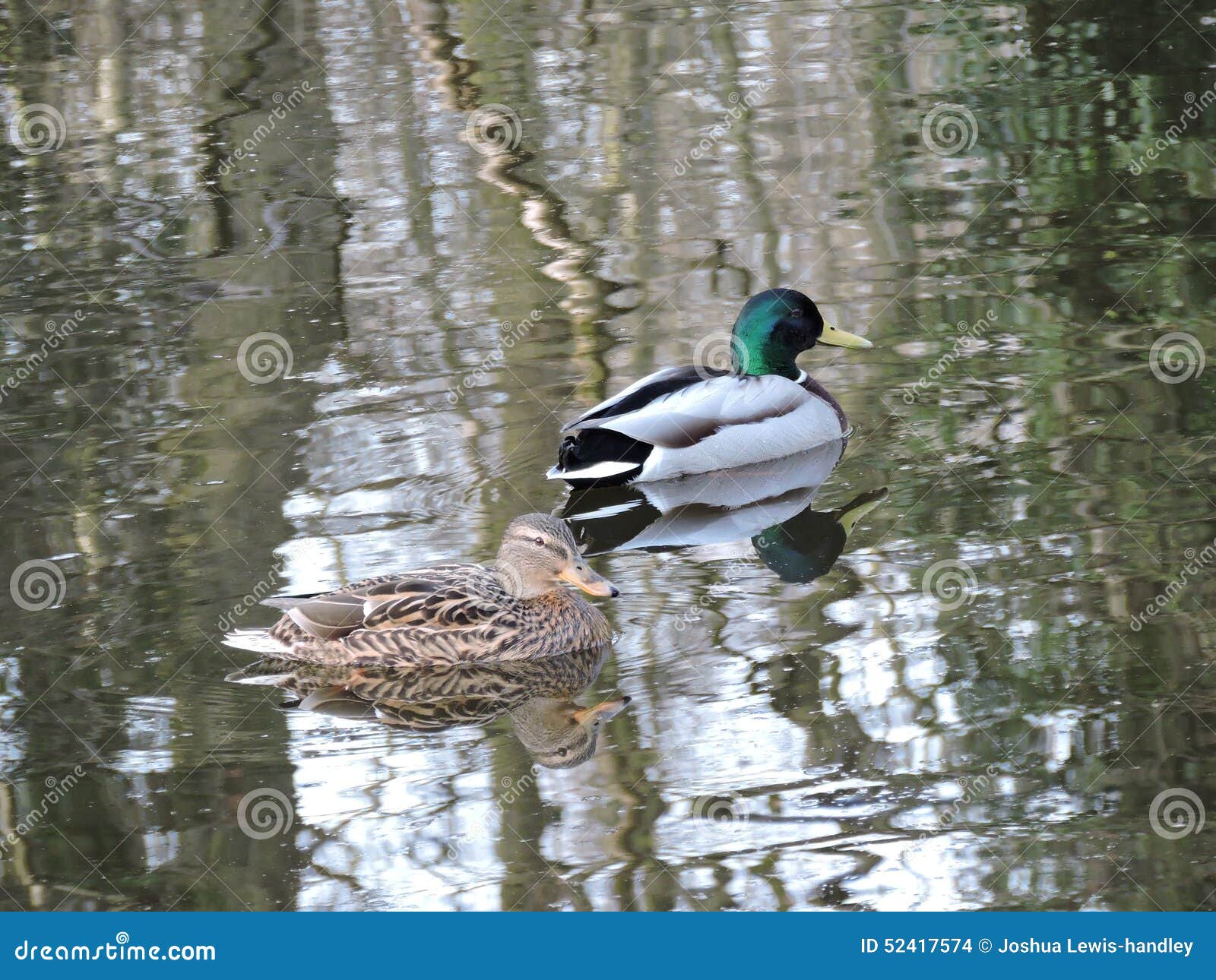 Ducks with Water Ripple Pond Stock Photo - Image of trees, ducks: 52417574
