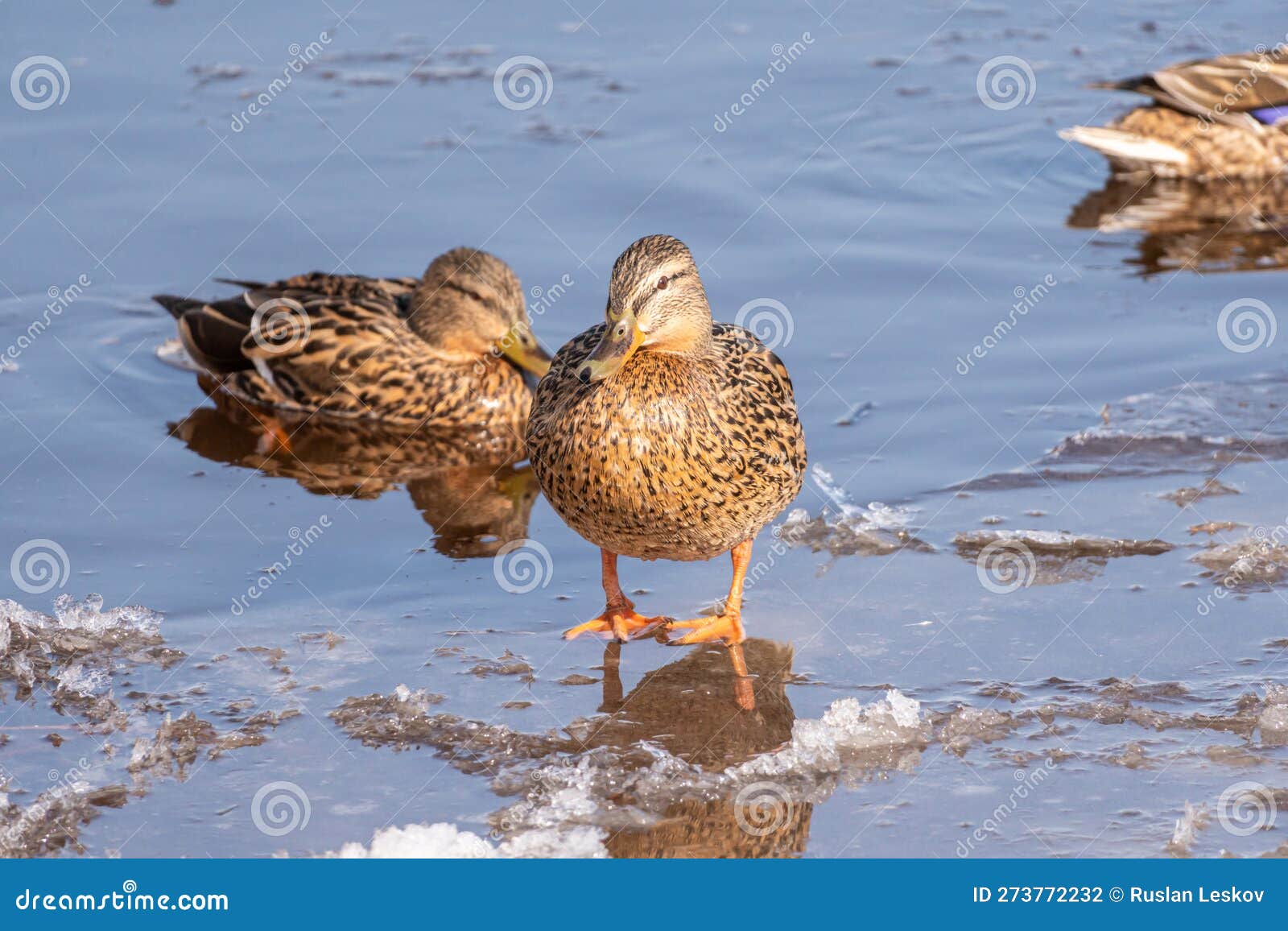 Ducks on the Water in Spring. Wild Ducks Reflected in the Water ...