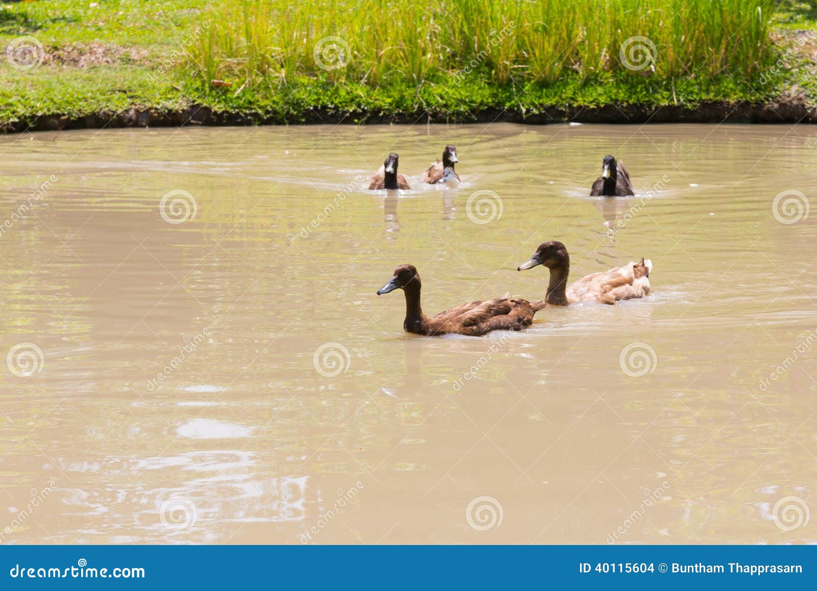 Ducks on water stock photo. Image of male, freshwater - 40115604