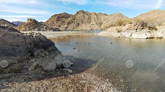 Ducks in Willow Beach Arizona Stock Photo - Image of beach, willow ...