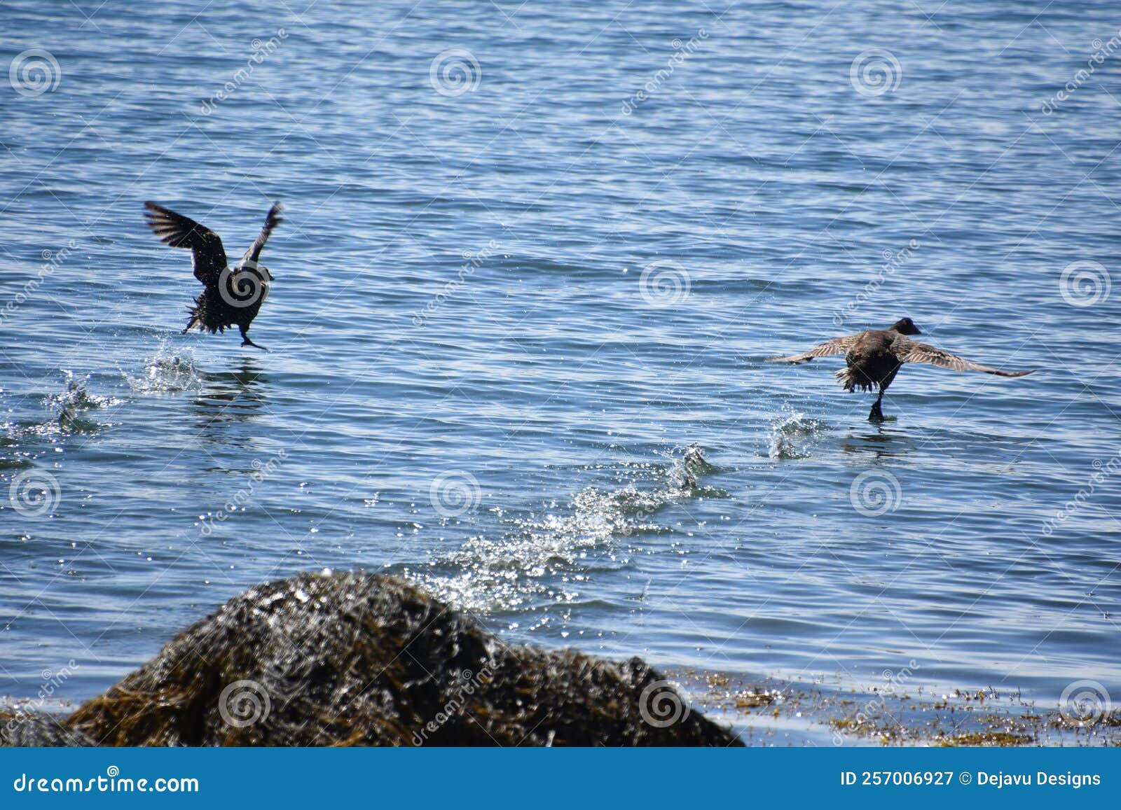 Ducks with Wings Spread for a Water Take Off Stock Image - Image of ...