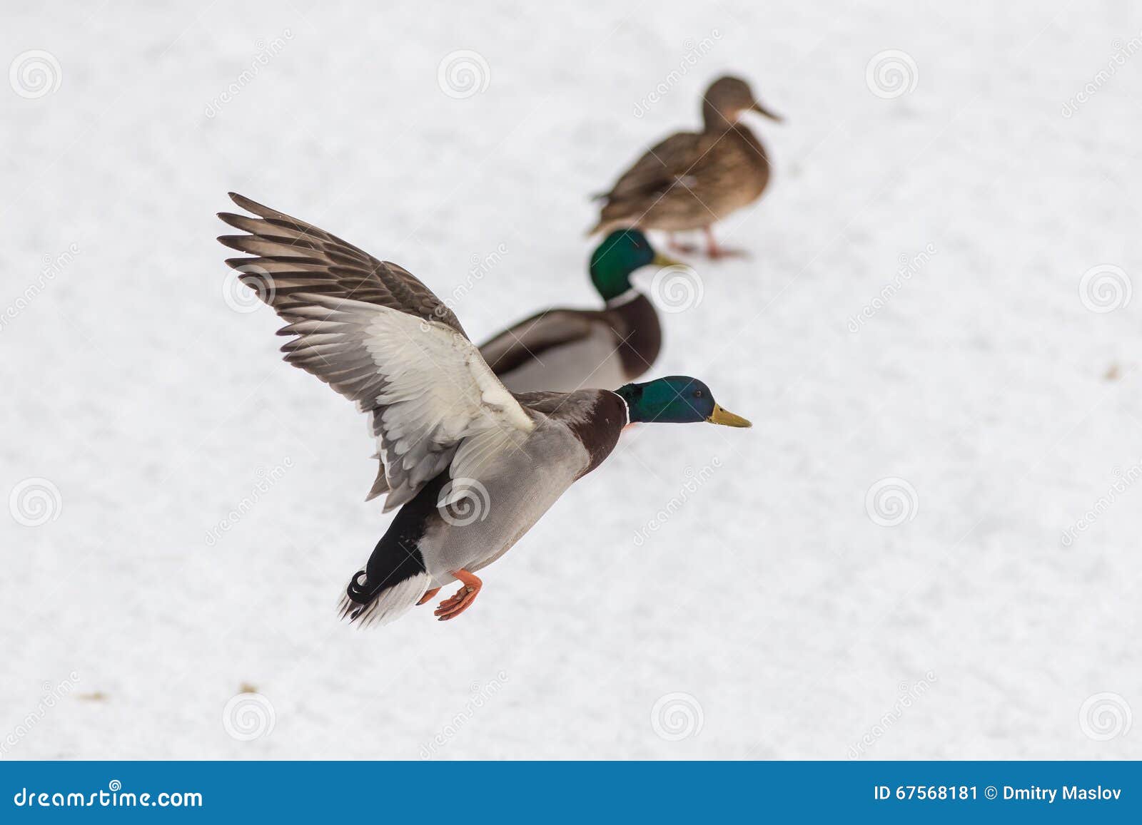 Ducks in winter stock image. Image of flying, duck, winter - 67568181