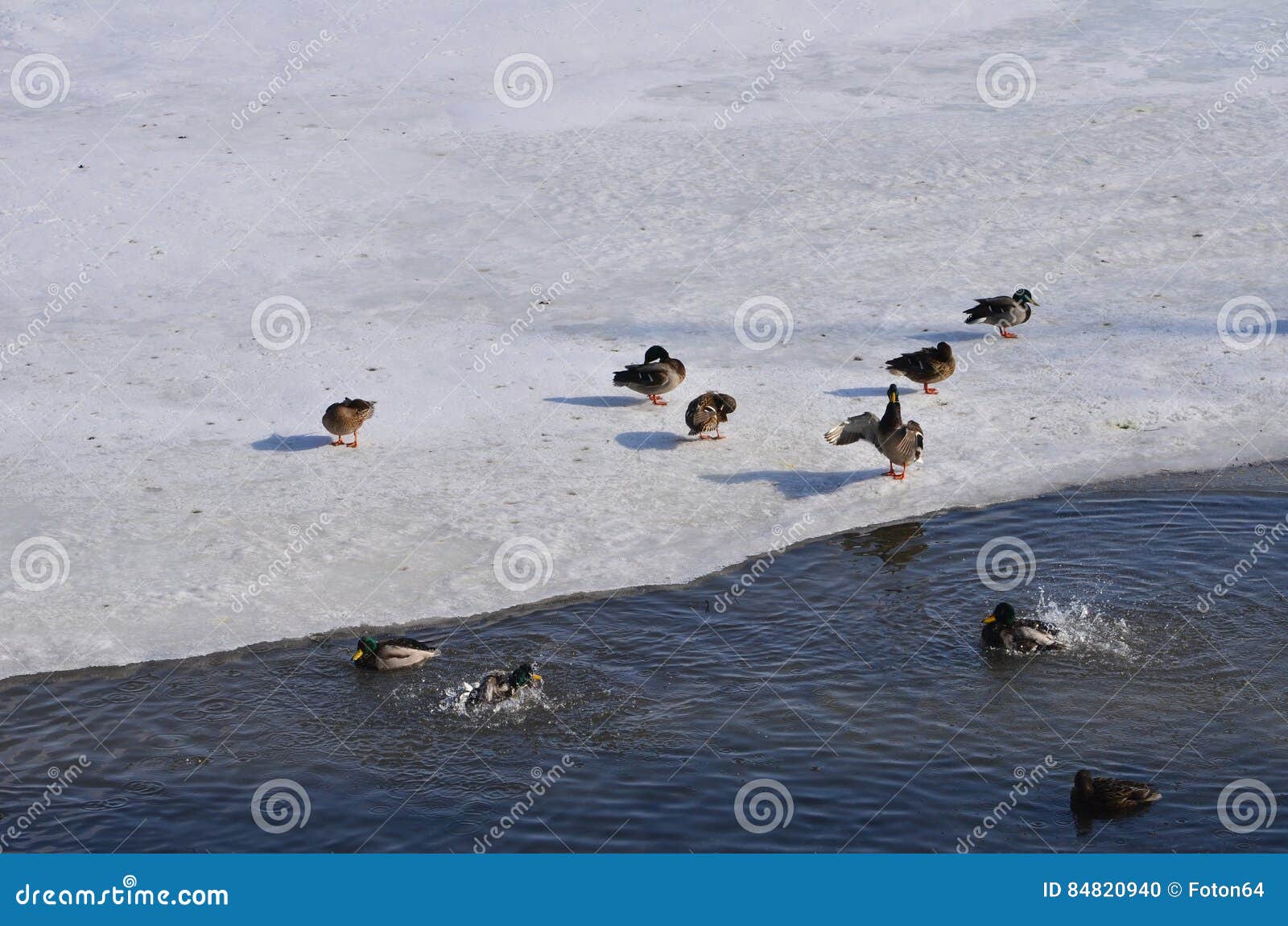 Ducks bathing stock photo. Image of white, wash, outdoor - 84820940