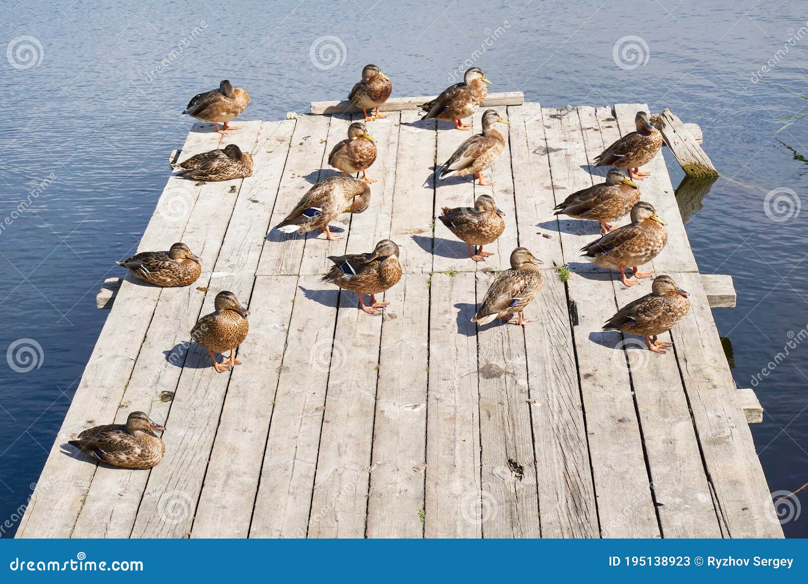 Two Ducks On A Wooden Bench, In A Dutch Nature Park Stock Photography ...
