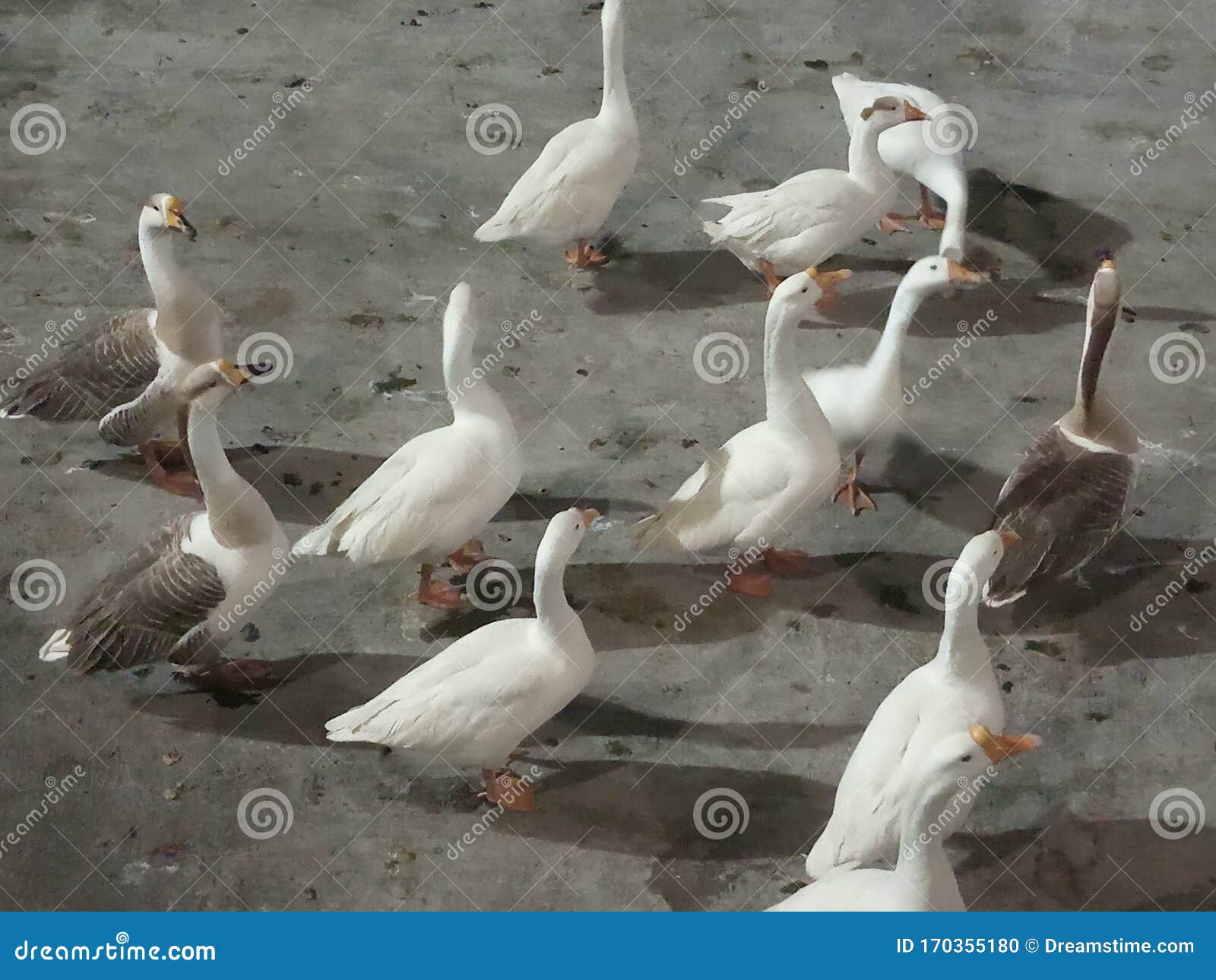 Ducks Work stock photo. Image of hungry, looking, birds - 170355180