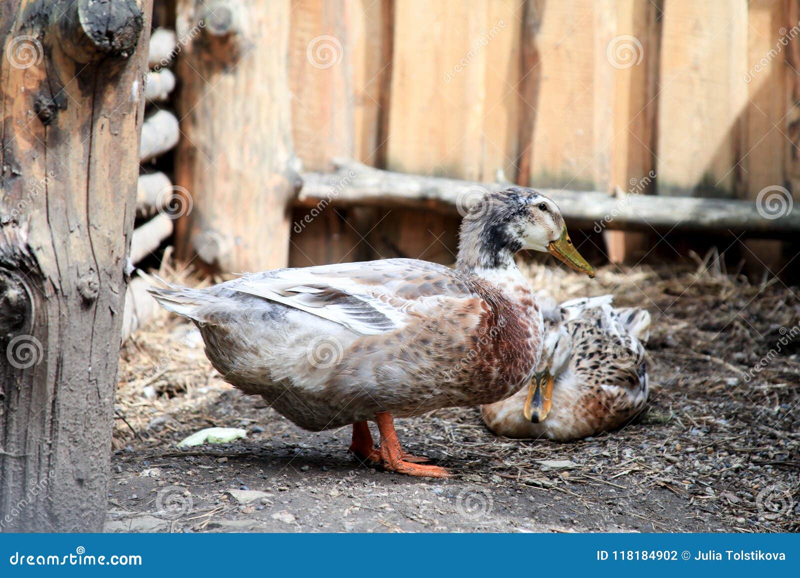 Ducks in the Yard - Poultry on the Farm Stock Photo - Image of neck ...