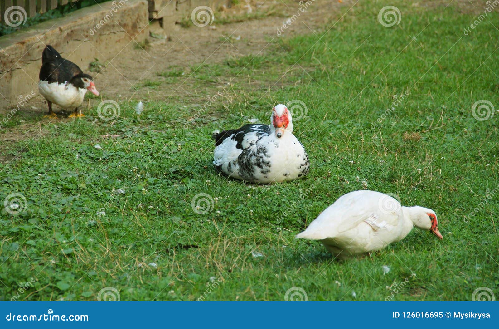 Ducks on the yard stock image. Image of countryside - 126016695