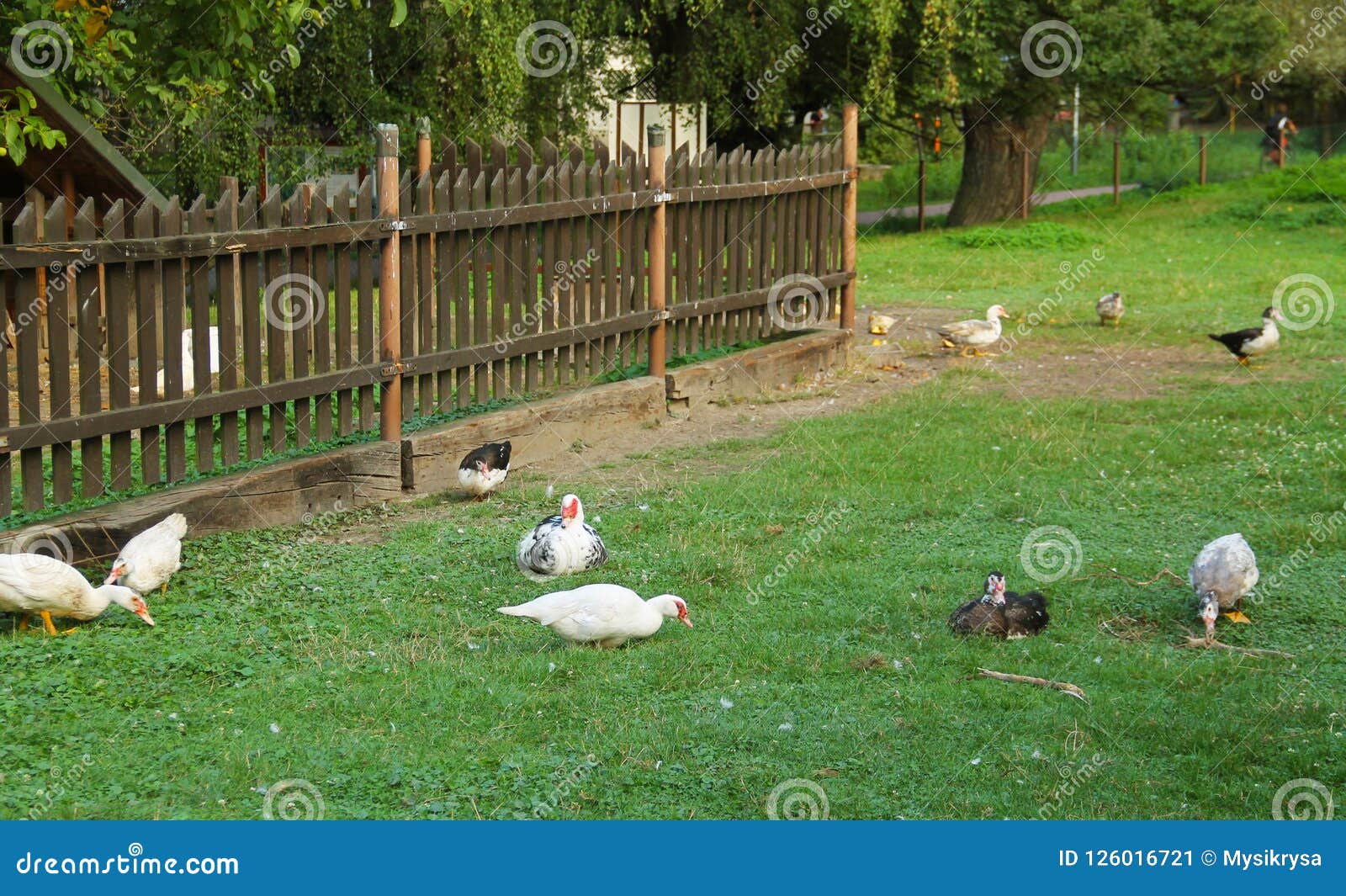 Ducks on the yard stock image. Image of welfare, animal - 126016721