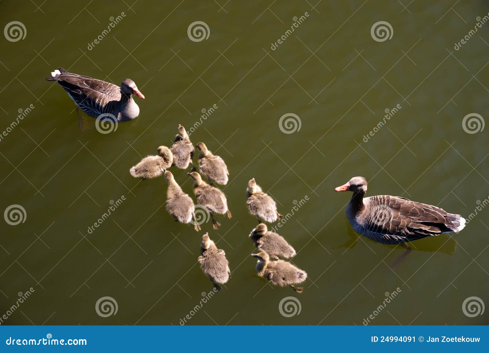 Ducks with young ducklings stock image. Image of water - 24994091