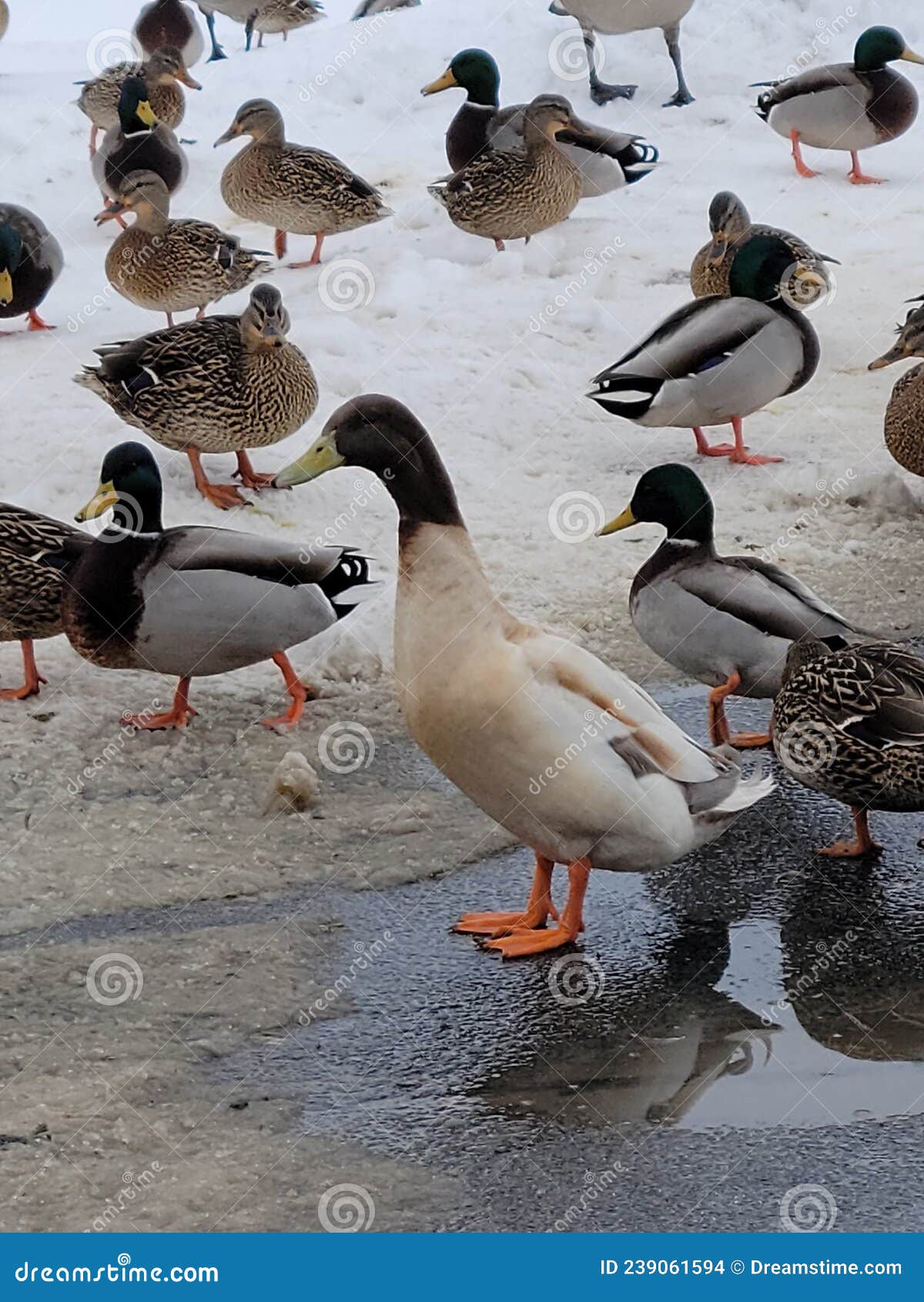 Ducks at the zoo stock photo. Image of waterbird, mallard - 239061594