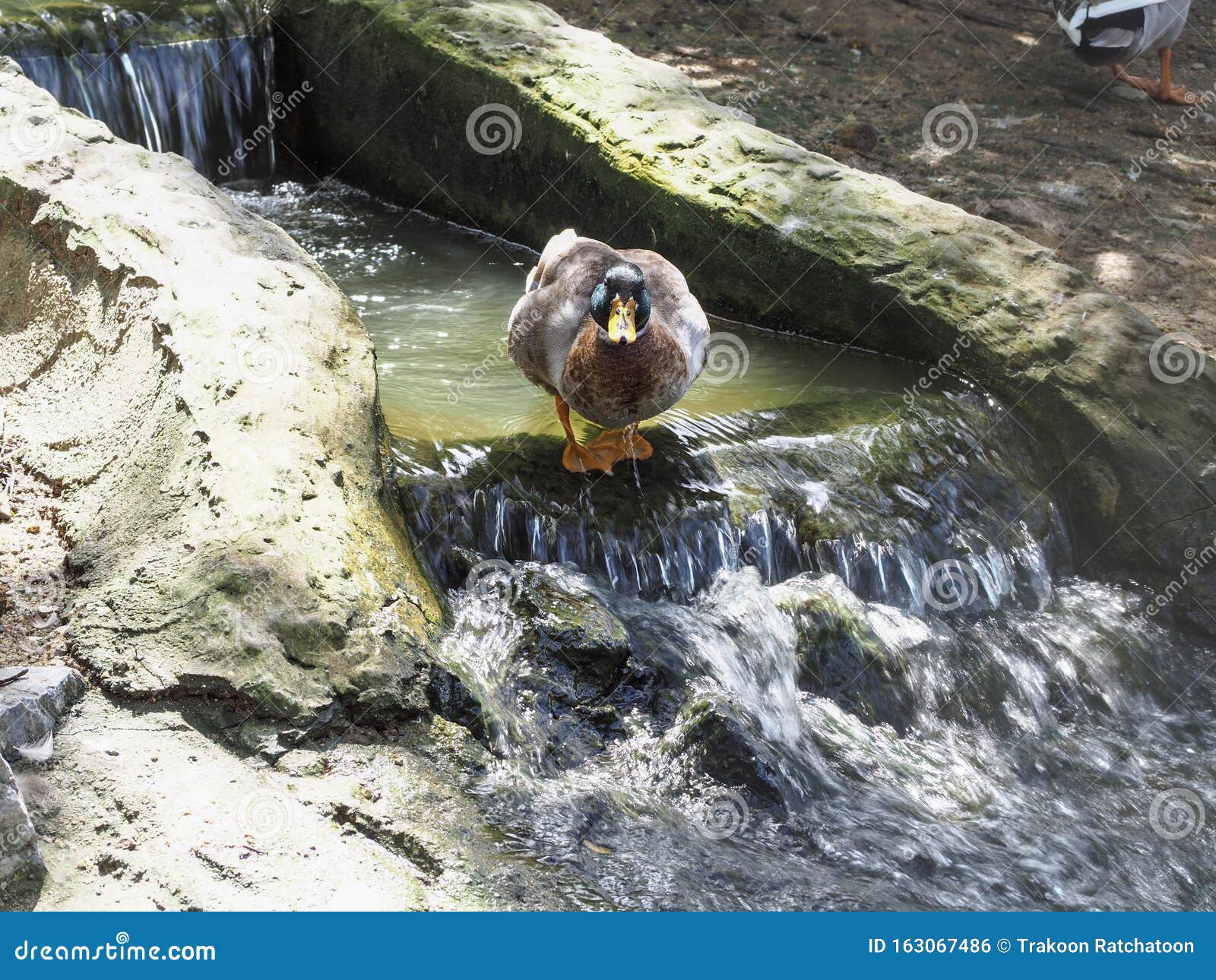 A Picture of Ducks in a Zoo III Stock Photo - Image of animal, bird ...