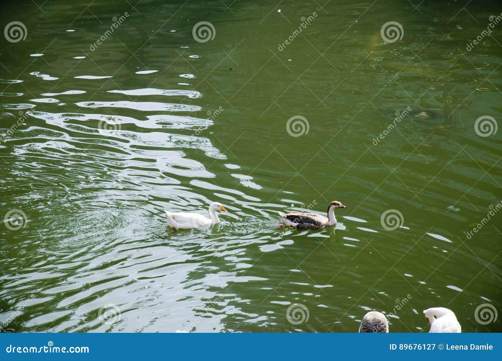 DuckThirty Eight stock image. Image of close, nature - 89676127