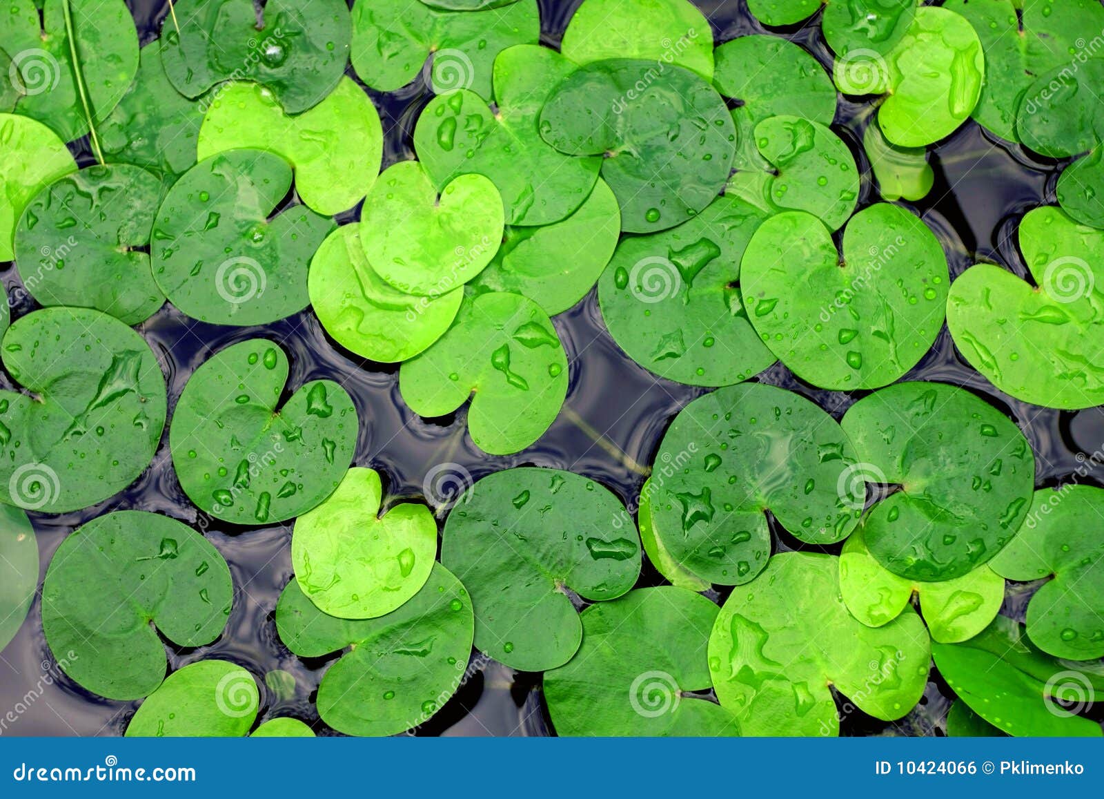 Duckweed stock photo. Image of grass, outdoor, grow, growth - 10424066