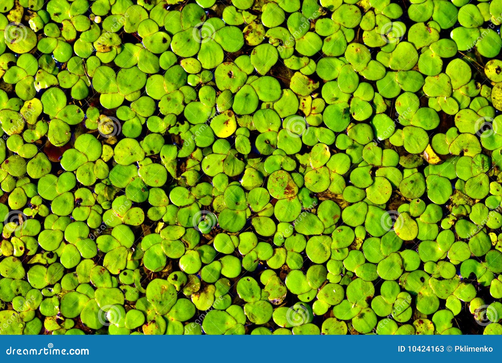 Duckweed Stock Photos - Image: 10424163