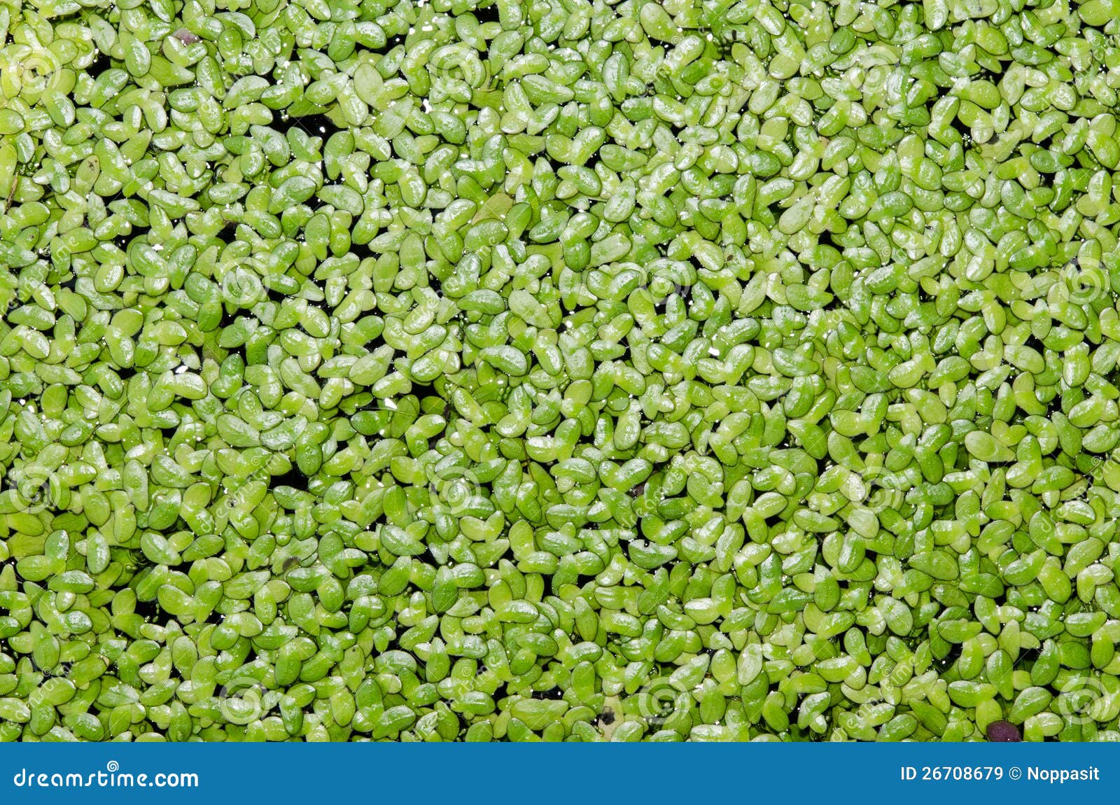 Duckweed stock image. Image of nature, ecology, aquatic - 26708679