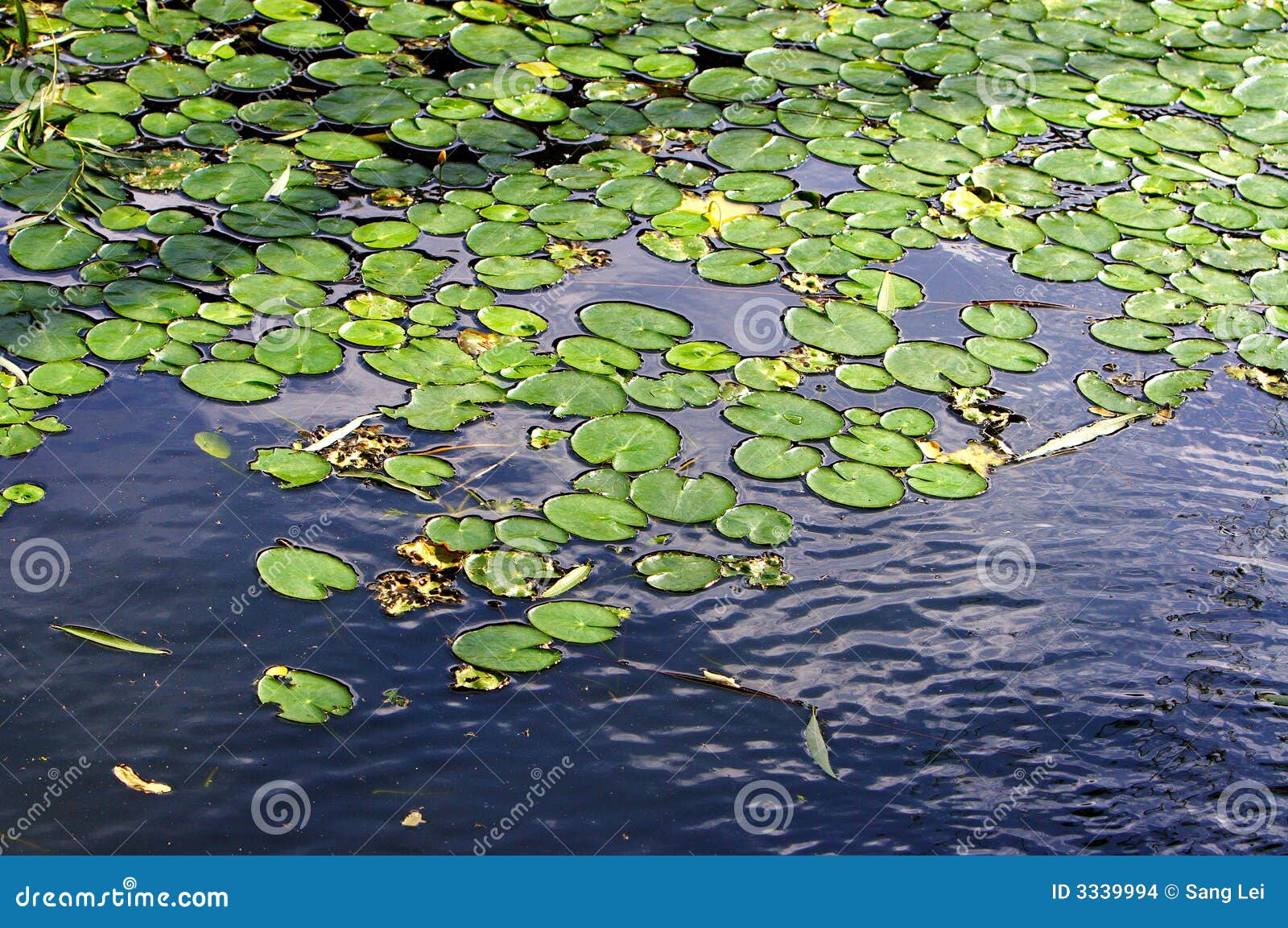 Duckweed stock photo. Image of leaves, chinese, lake, beijing - 3339994