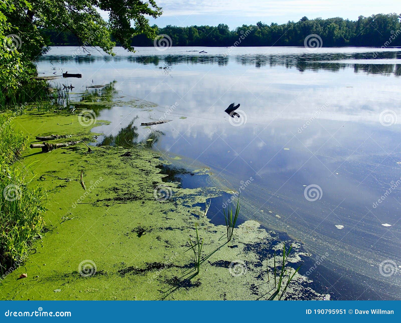 Duckweed Algae on a Freshwater Lake Stock Image - Image of summer ...