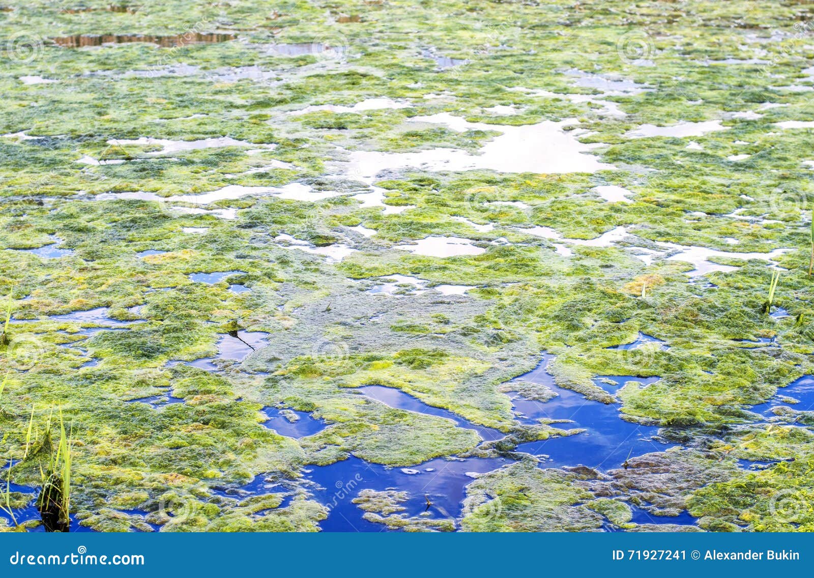 Duckweed and Algae on the River and the Pond Stock Image - Image of ...