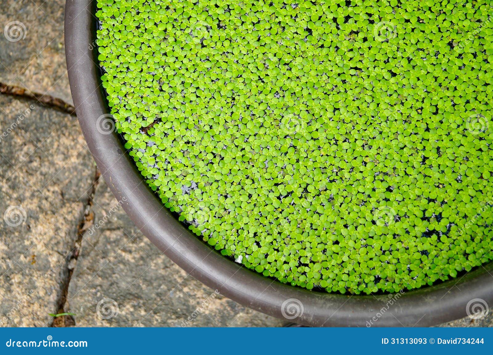 Duckweed stock image. Image of duckweed, backgrounds - 31313093