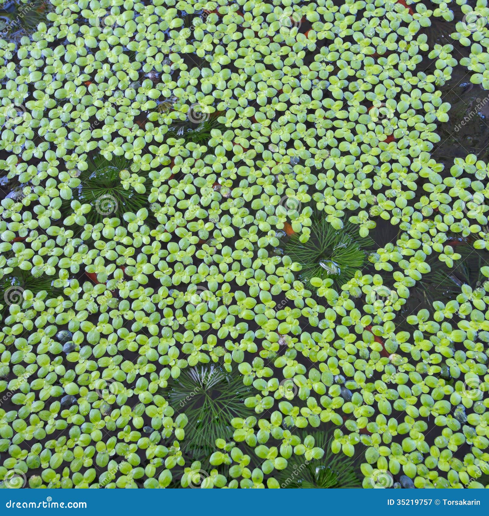 Duckweed stock image. Image of flora, aquatic, leaf, algae - 35219757
