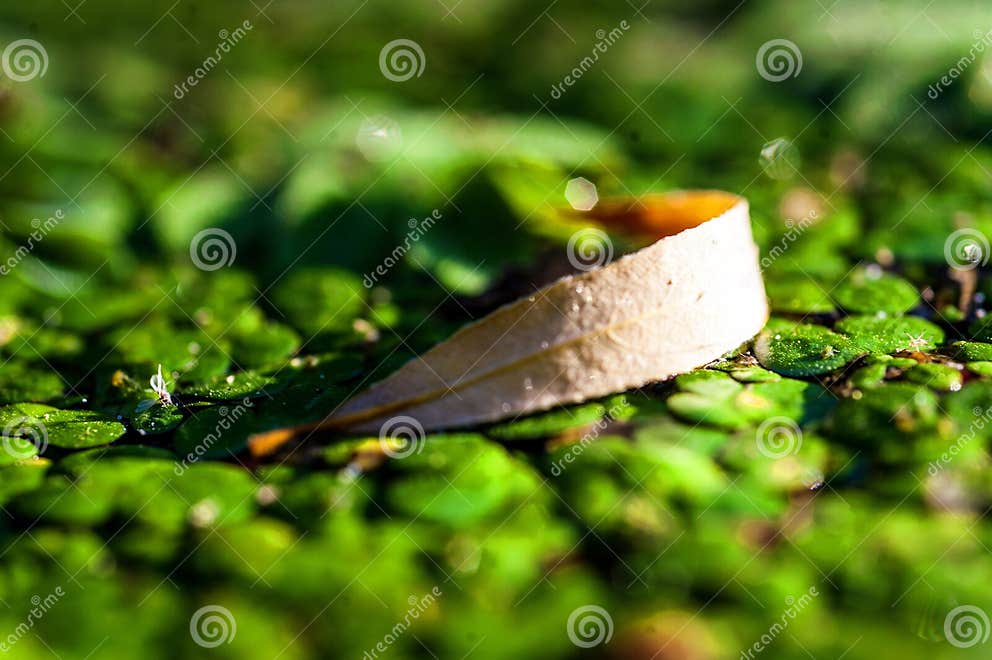 Duckweed and dry leaf stock image. Image of environment - 134876365