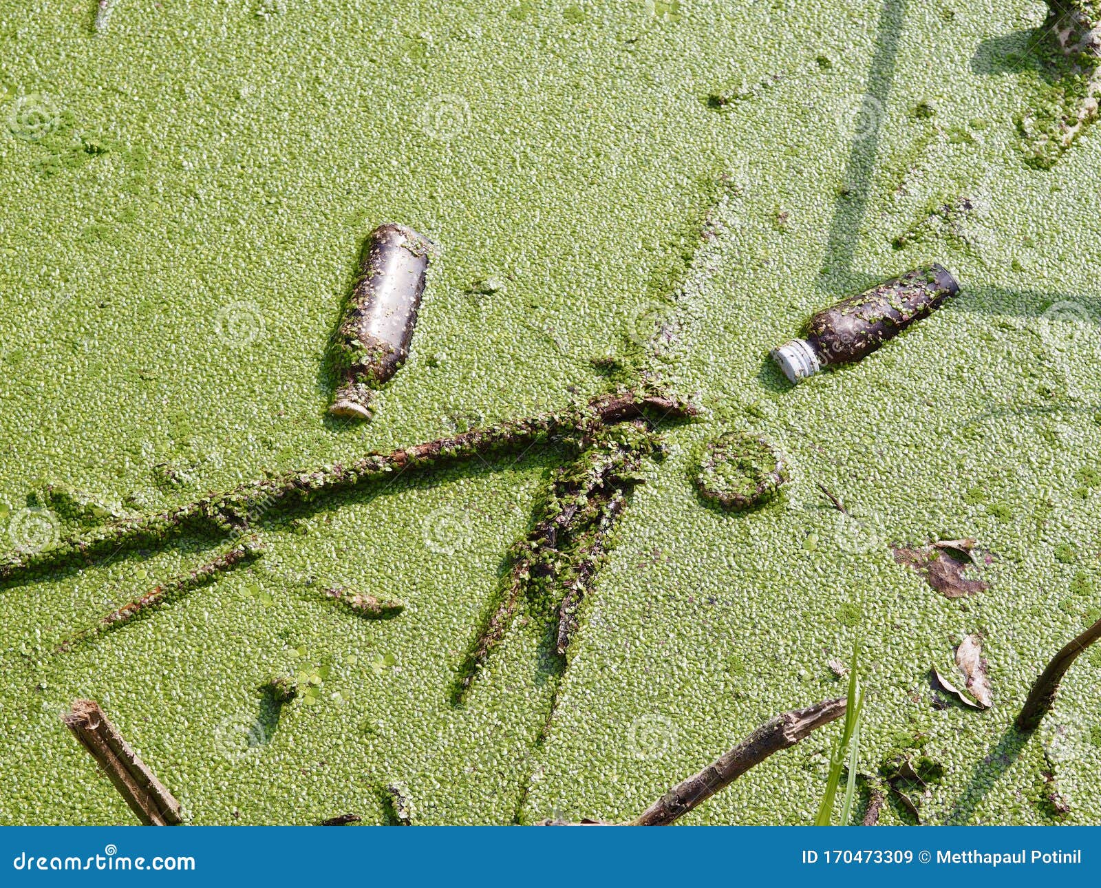 Duckweed And Garbage Or Trashes Dumping In Canals The Plastic Rubbish ...