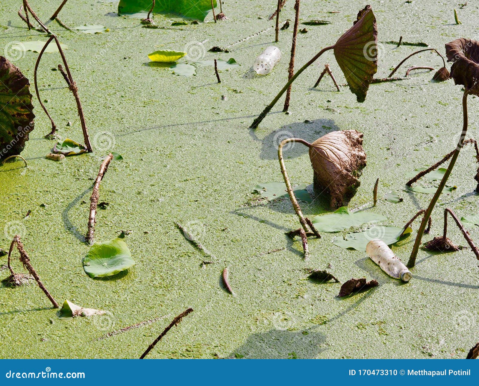 Duckweed and Garbage or Trashes Dumping in Canals the Plastic Rubbish ...