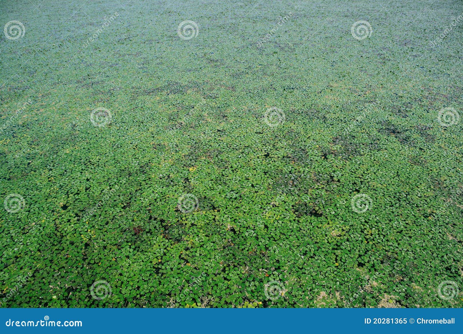 Duckweed on Lake Tisza stock image. Image of duckweed - 20281365