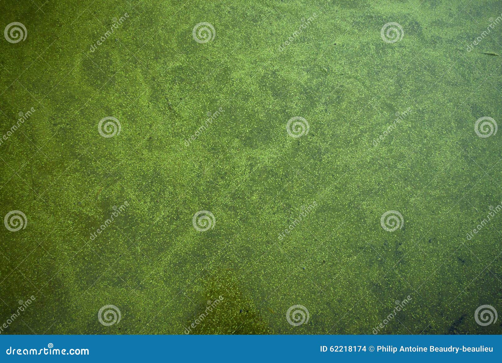 Swamp Water Background Royalty-Free Stock Image | CartoonDealer.com ...