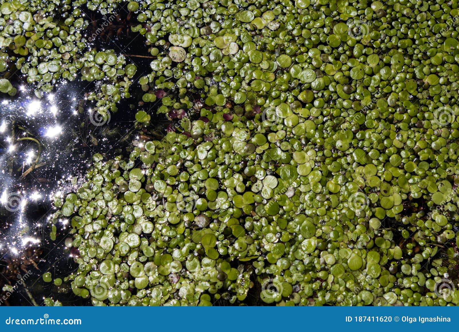 Duckweed on the pond stock photo. Image of environment - 187411620