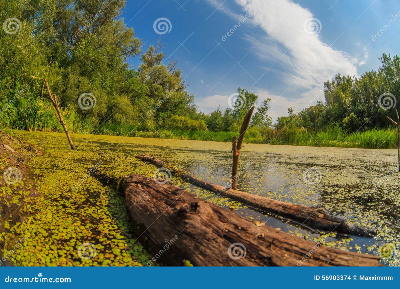 Duckweed Swamp Forest Snag Sky Russian Landscape Stock Photo - Image of ...