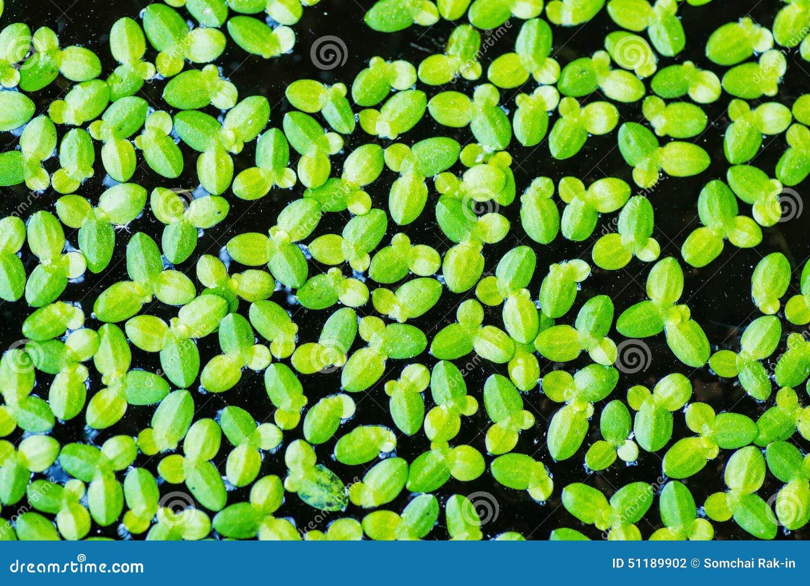 Duckweed on the Water Surface Stock Photo - Image of environment, dirty ...