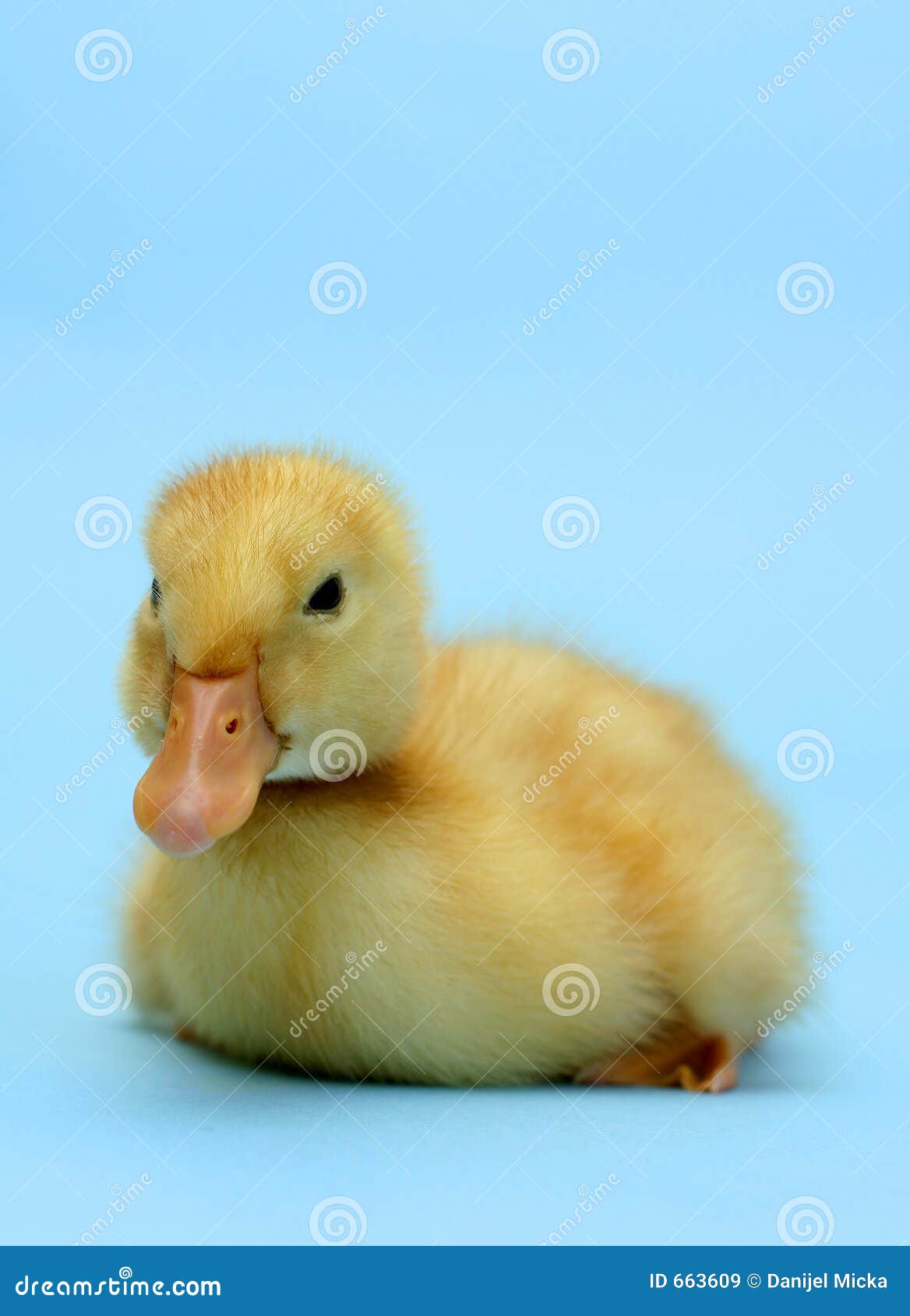 Ducky stock image. Image of ducky, animal, farm, duck, newborn - 663609