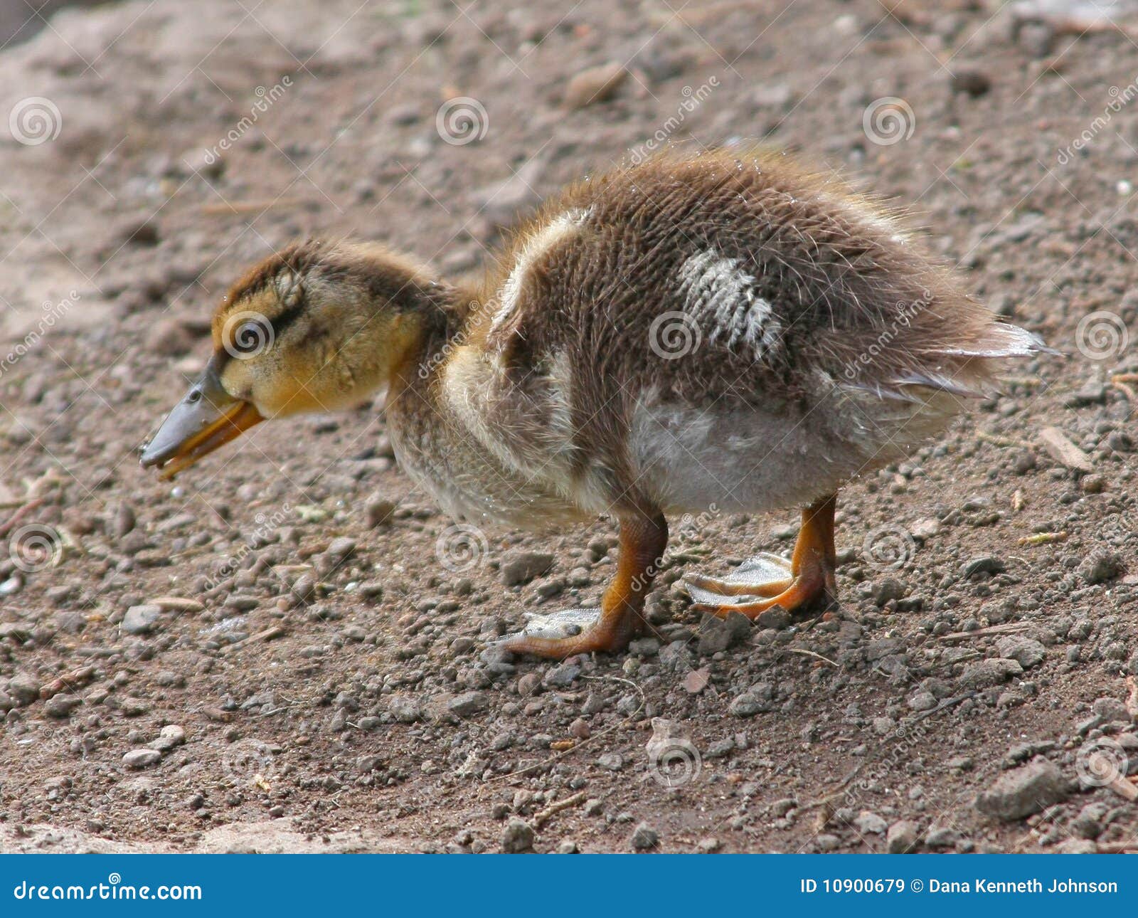 Ducky little fotografering för bildbyråer. Bild av vattenlevande - 10900679