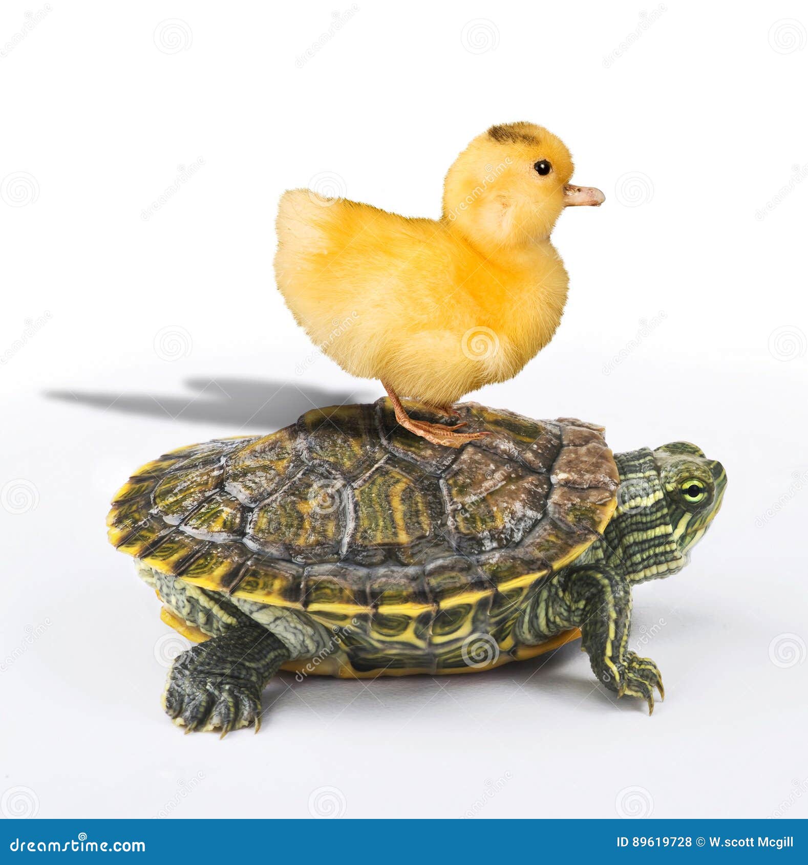 Ducky taking a Ride. stock photo. Image of standing, bird - 89619728