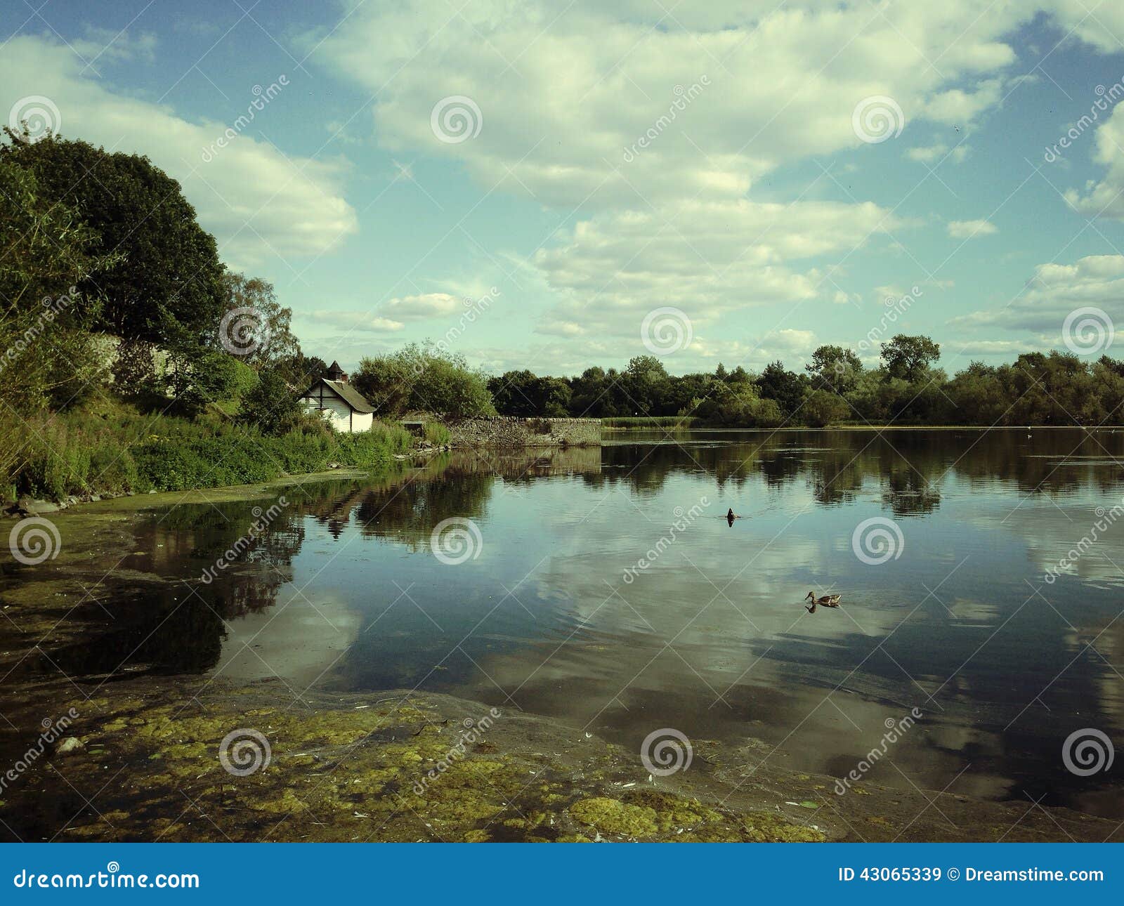 Duddingston Loch editorial stock image. Image of edinburgh - 43065339