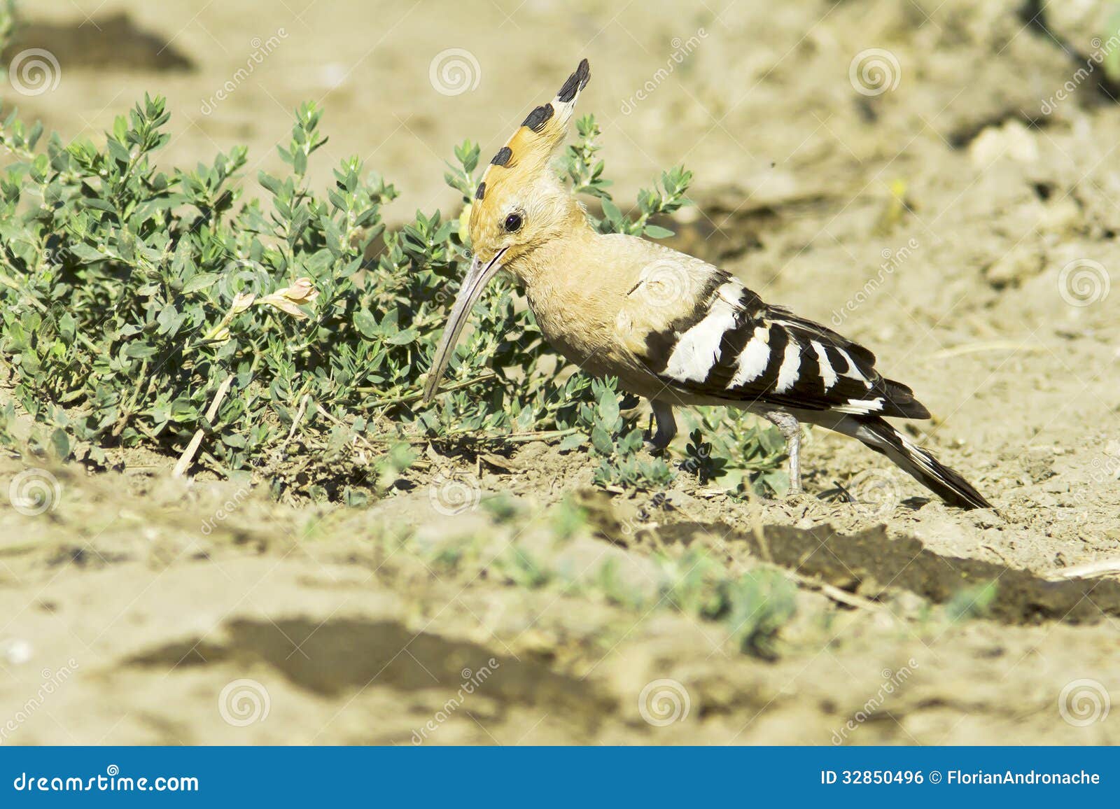 Dudka ptak (Upupa epops) zdjęcie stock. Obraz złożonej z siedlisko ...