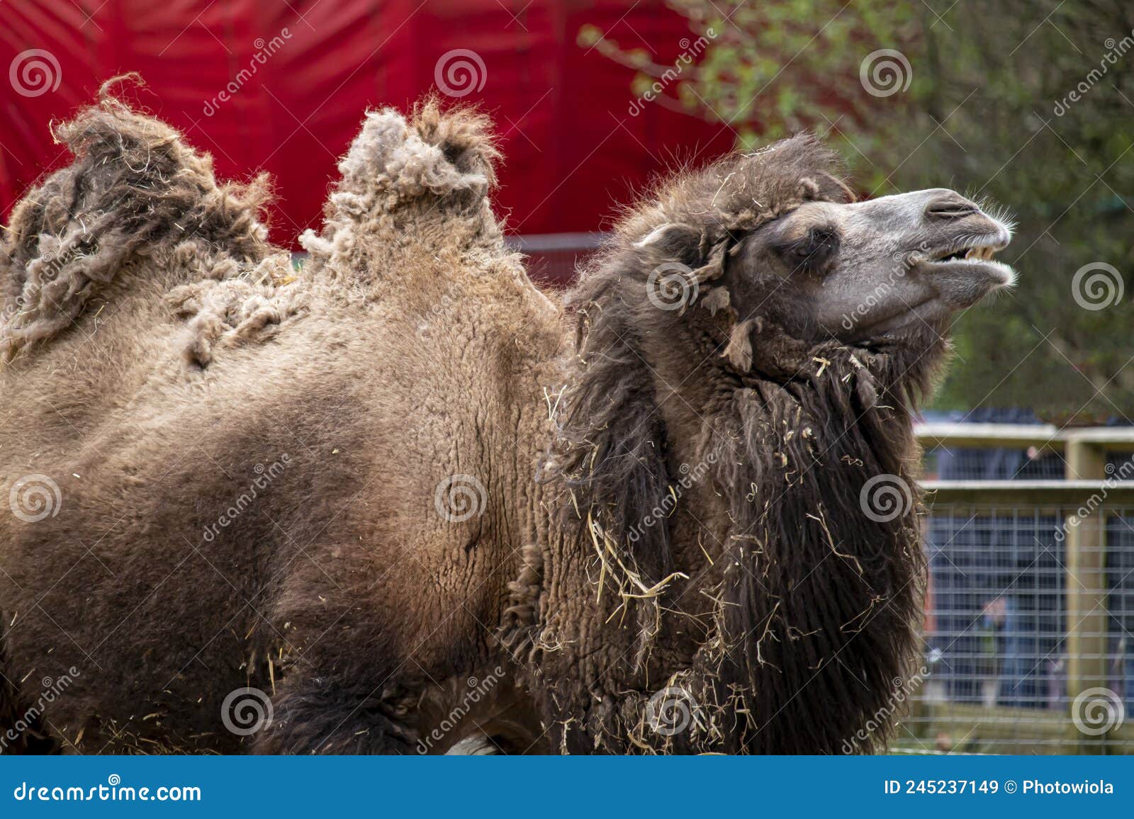 Dudley Zoo, England. Bactrian Camel Stock Image - Image of fauna, camel ...