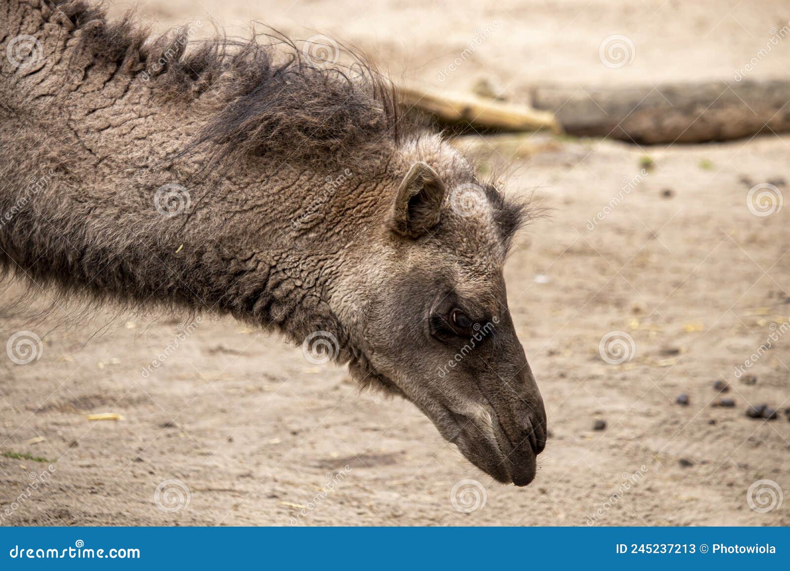 Dudley Zoo, England. Bactrian Camel Stock Image - Image of egypt ...