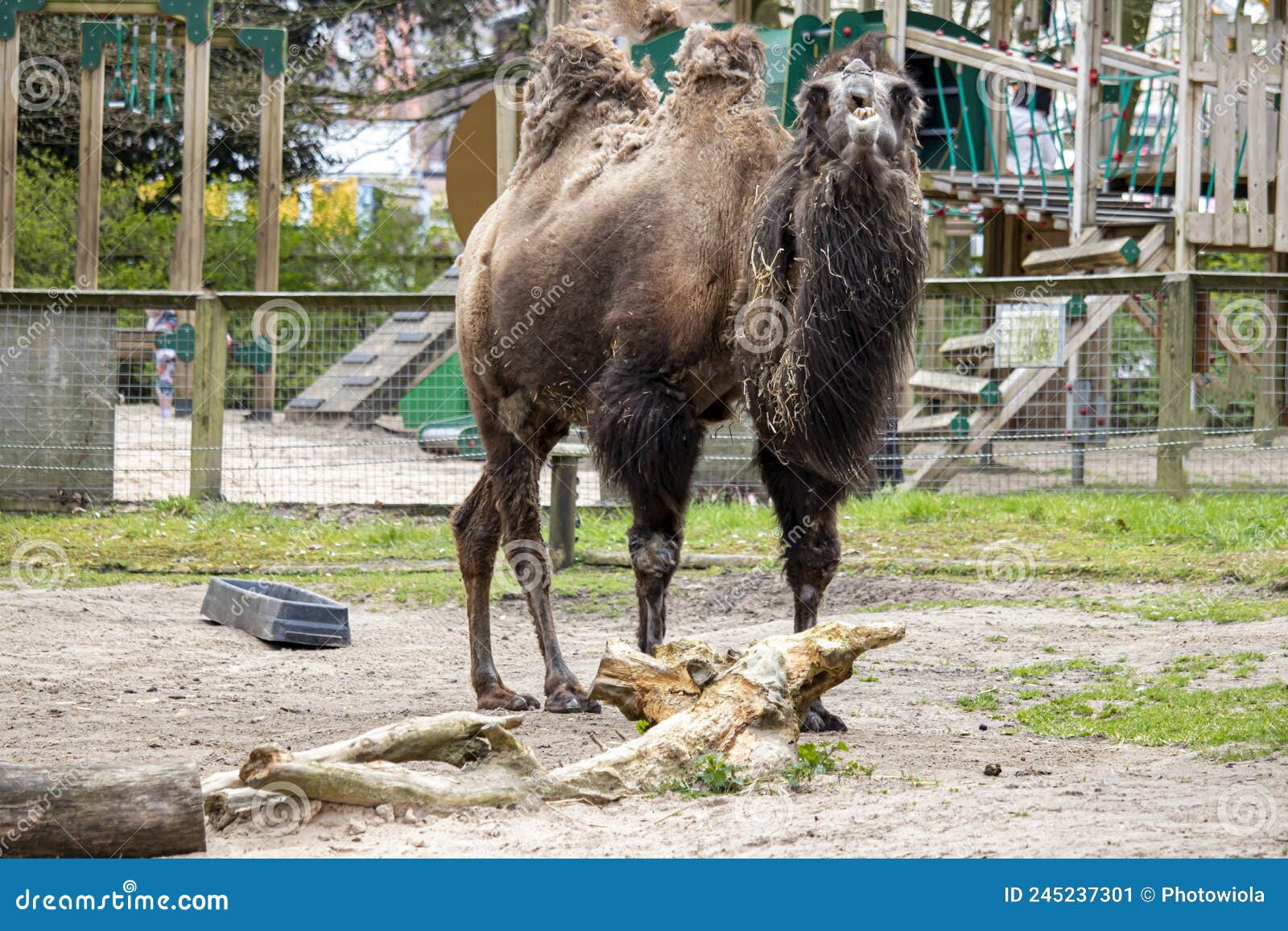 Dudley Zoo, England. Bactrian Camel Stock Image - Image of asia ...