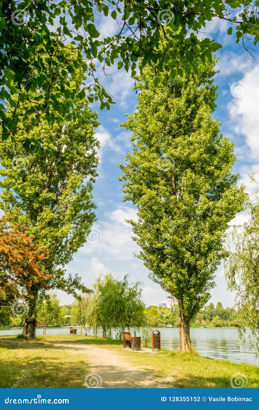 Due alberi di pioppi fotografia stock. Immagine di pascolo - 128355152