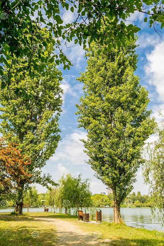 Due alberi di pioppi fotografia stock. Immagine di pascolo - 128355152