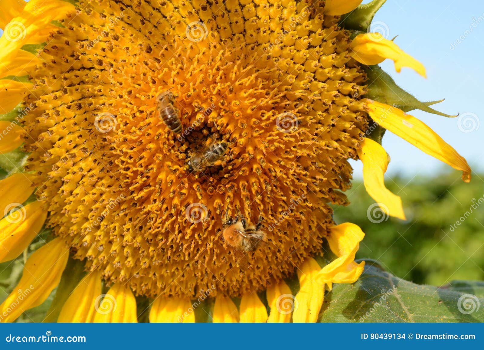 DUE API E BOMBI fotografia stock. Immagine di libertà - 80439134