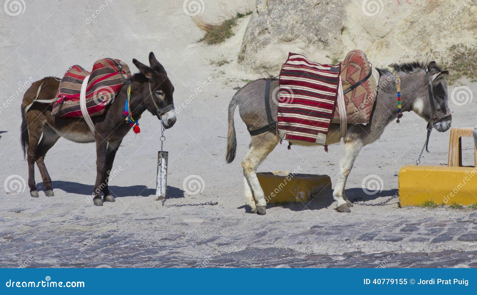 Due asini immagine stock. Immagine di tacchino, equino - 40779155