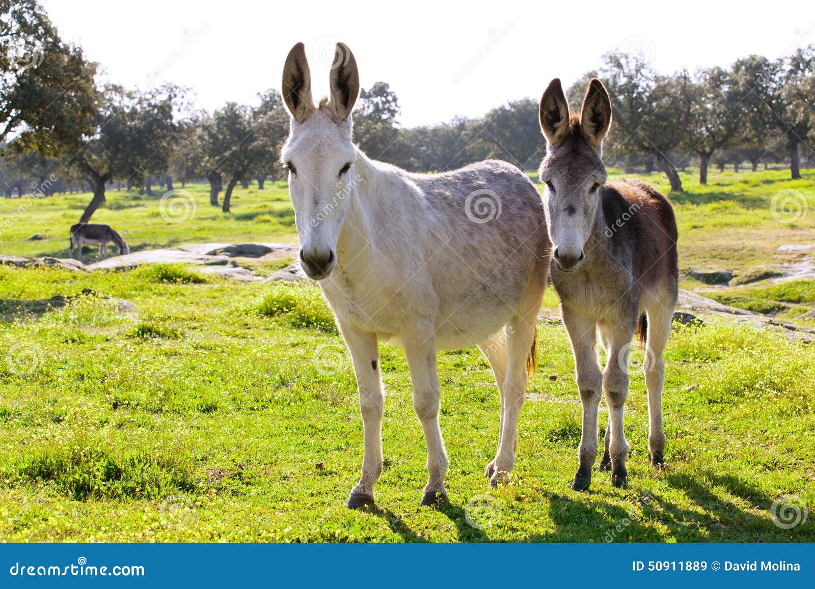 Due asini alla campagna immagine stock. Immagine di nazionale - 50911889