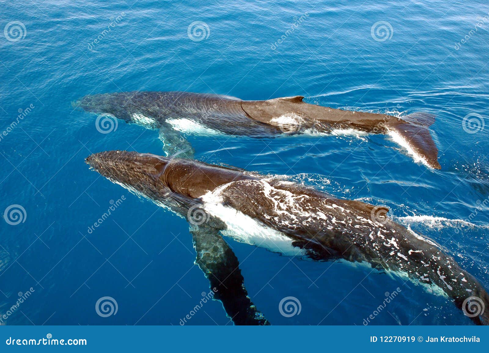 Due balene di humpback immagine stock. Immagine di oceanico - 12270919