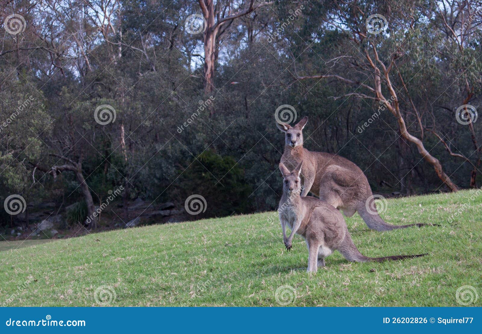 Due Canguri Australiani Nel Campo Di Erba Fotografia Stock - Immagine ...