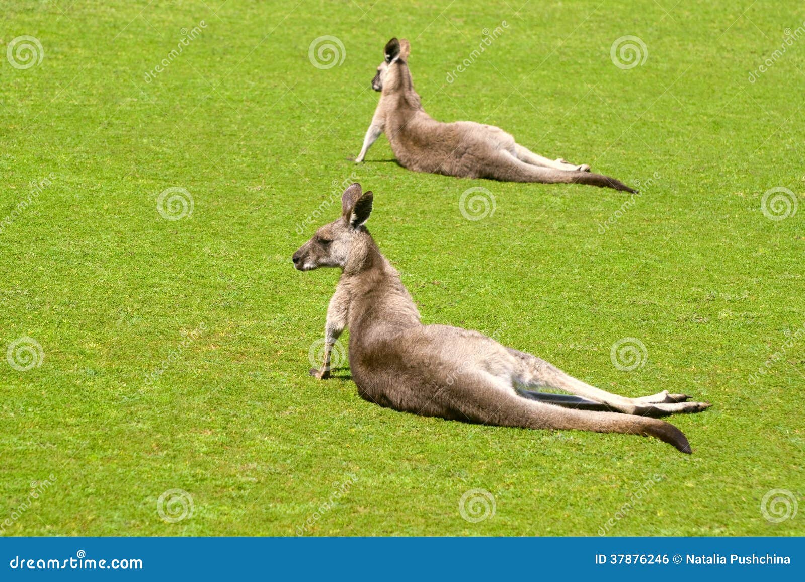Due Canguri in Phillip Island Wildlife Park Fotografia Stock - Immagine ...